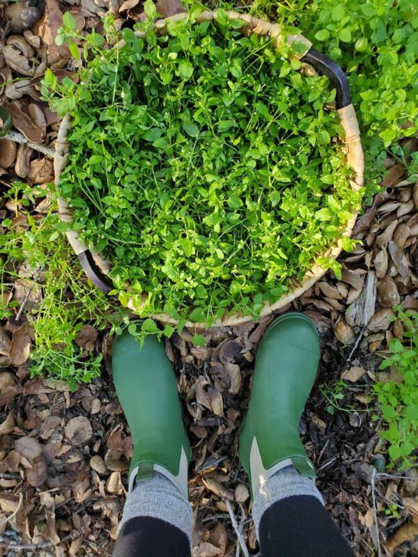 Chickweed: How to Identify, Harvest, Dry and Use Stellaria Media ...