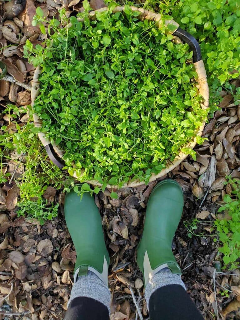 Chickweed: How to Identify, Harvest, Dry and Use Stellaria Media ...