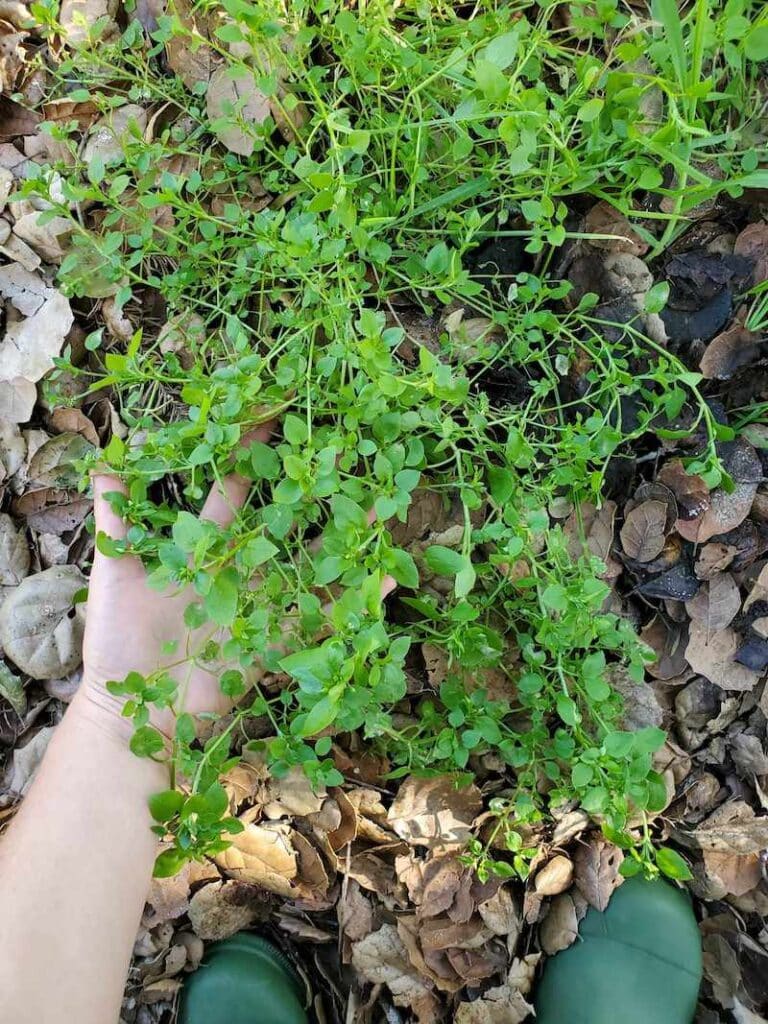 Chickweed: How to Identify, Harvest, Dry and Use Stellaria Media ...