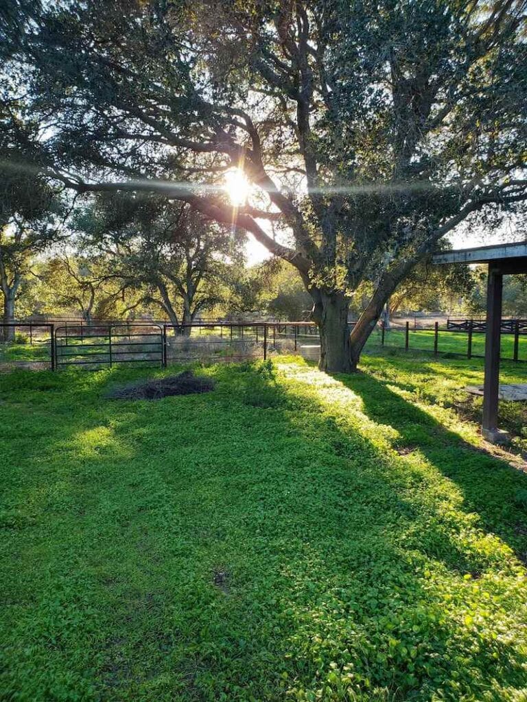 Chickweed: How to Identify, Harvest, Dry and Use Stellaria Media ...