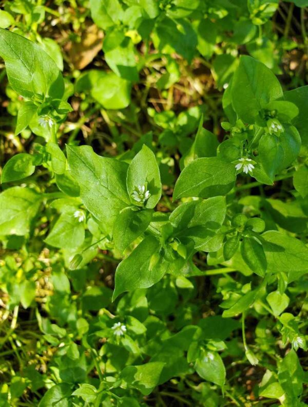 Chickweed: How to Identify, Harvest, Dry and Use Stellaria Media ...