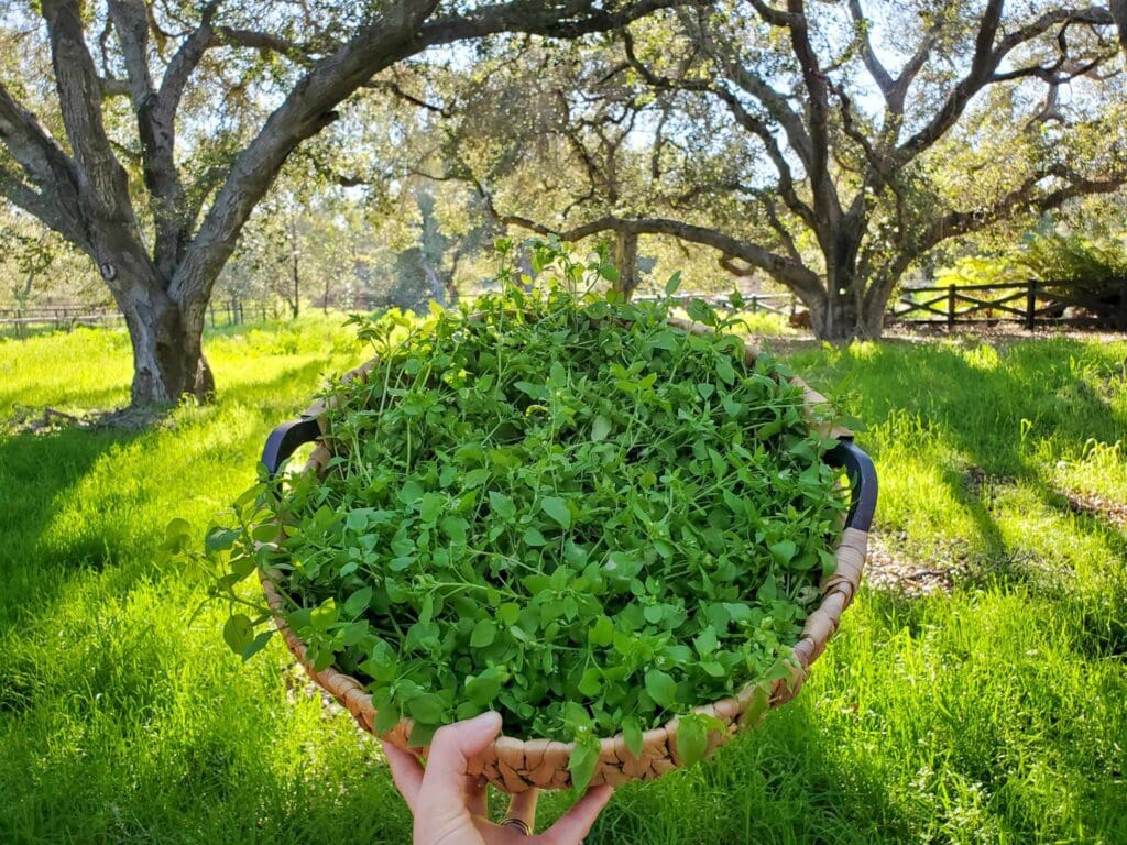 Chickweed: How to Identify, Harvest, Dry and Use Stellaria Media ...