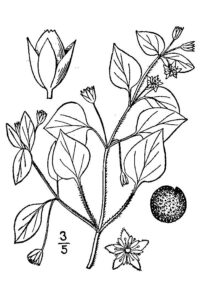 Chickweed: How to Identify, Harvest, Dry and Use Stellaria Media ...