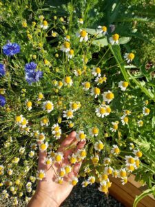 Calming Chamomile: How to Grow, Harvest, Dry and Use Chamomile ...