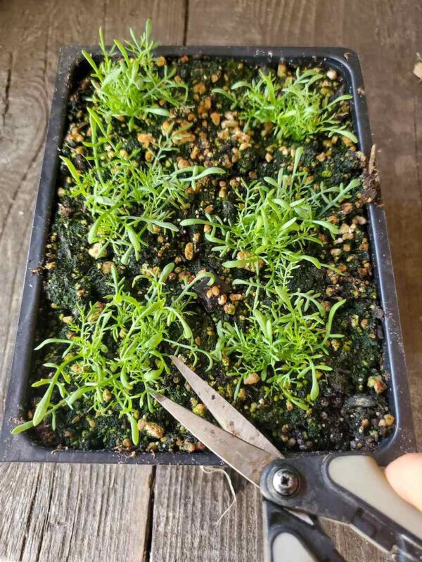 Calming Chamomile: How to Grow, Harvest, Dry and Use Chamomile ...