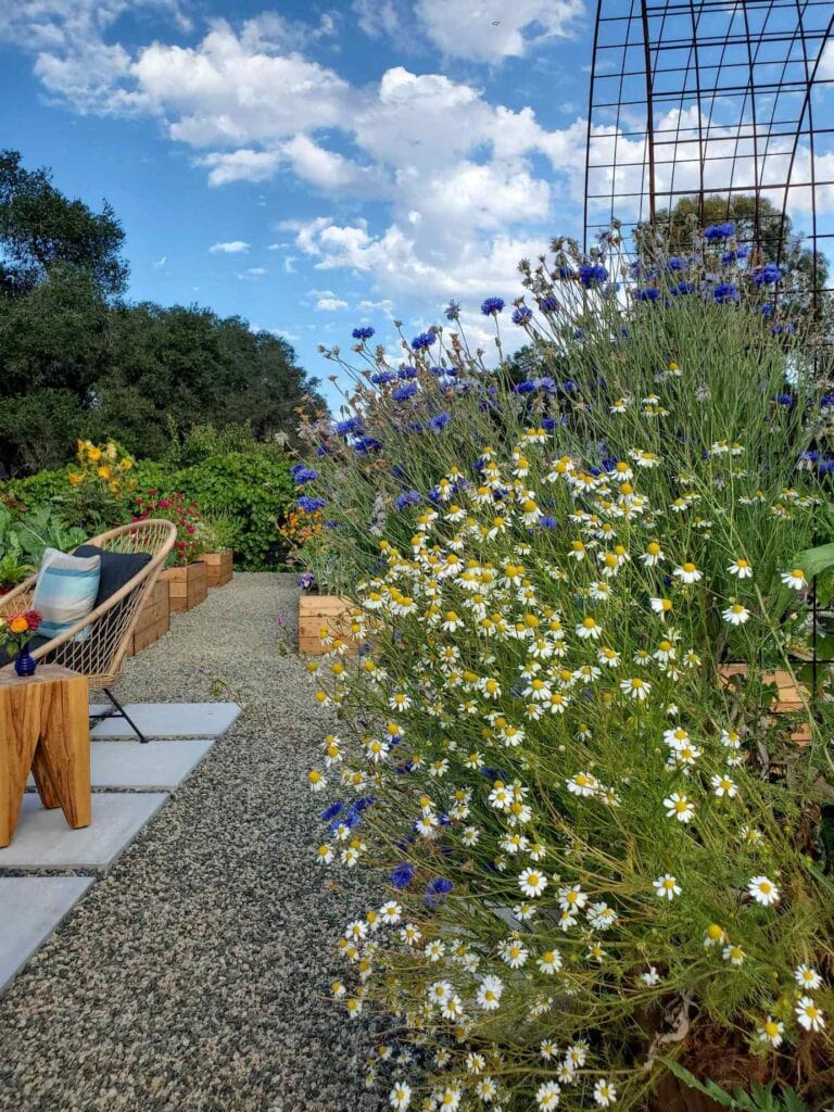 Calming Chamomile: How to Grow, Harvest, Dry and Use Chamomile ...