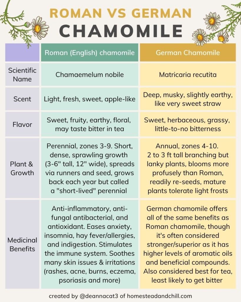 Calming Chamomile: How to Grow, Harvest, Dry and Use Chamomile ...