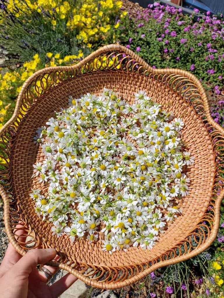 Calming Chamomile: How to Grow, Harvest, Dry and Use Chamomile ...