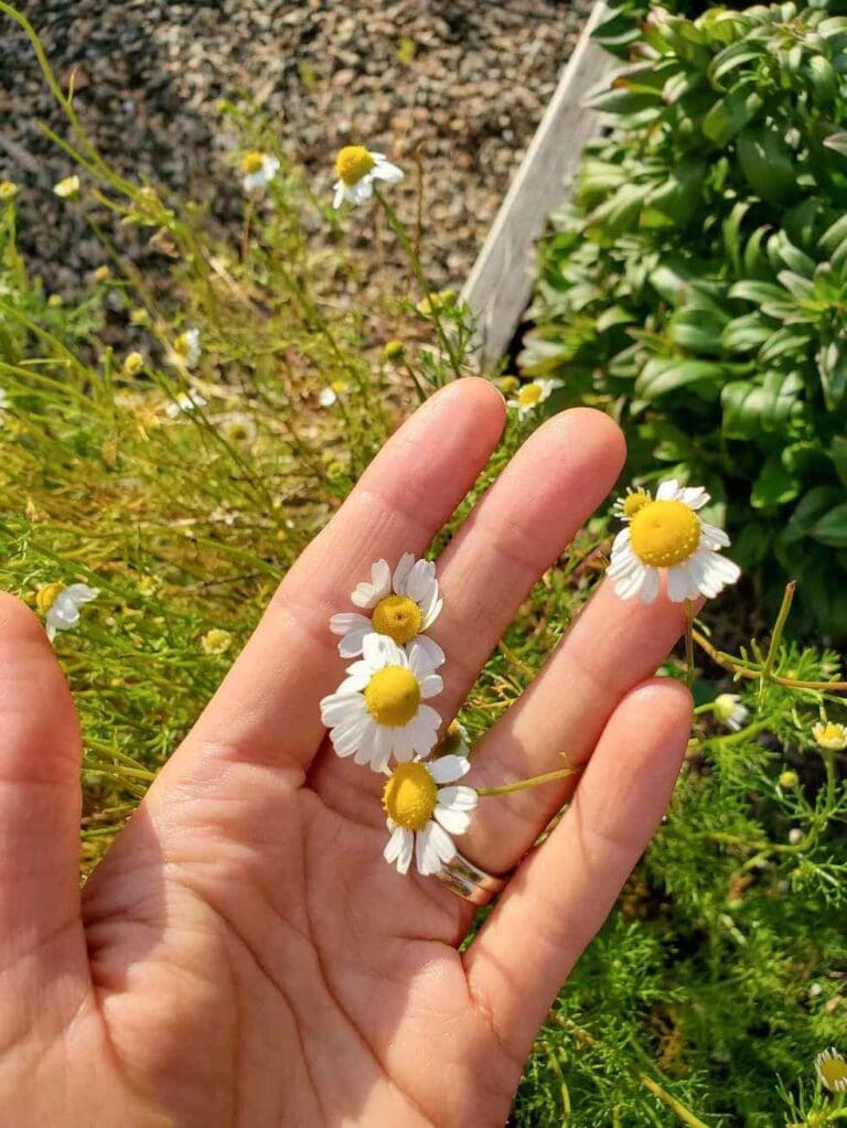 Calming Chamomile: How to Grow, Harvest, Dry and Use Chamomile ...