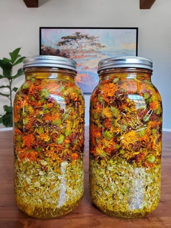 Calming Chamomile: How to Grow, Harvest, Dry and Use Chamomile ...