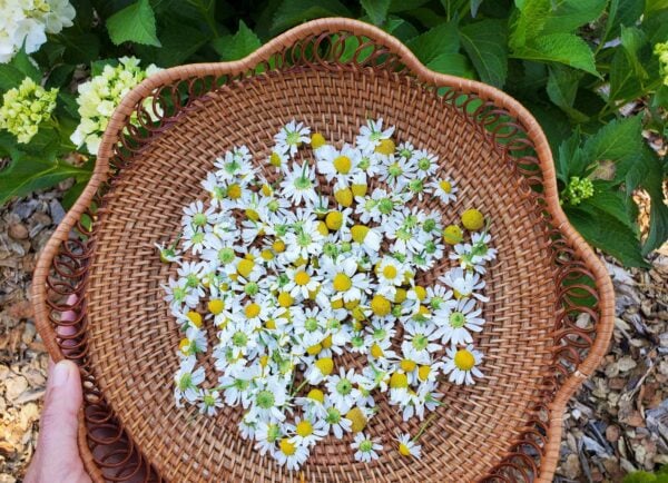 Calming Chamomile: How to Grow, Harvest, Dry and Use Chamomile ...