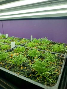 Calming Chamomile: How to Grow, Harvest, Dry and Use Chamomile ...