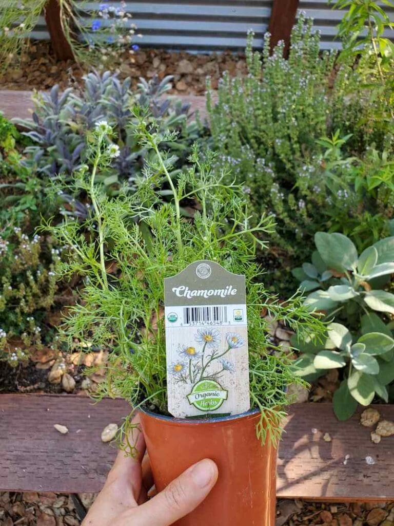 Calming Chamomile: How to Grow, Harvest, Dry and Use Chamomile ...