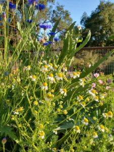 Calming Chamomile: How to Grow, Harvest, Dry and Use Chamomile ...