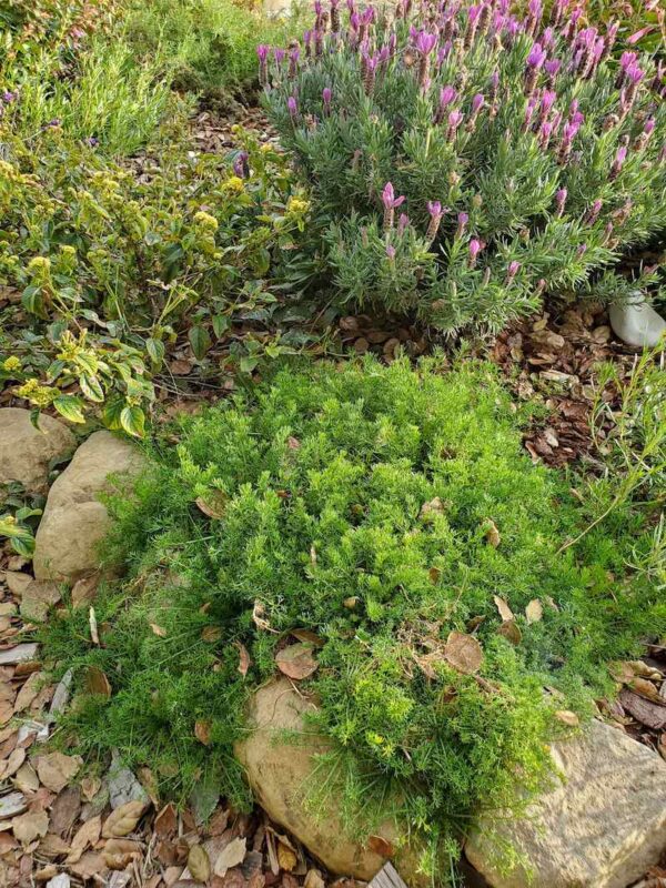Calming Chamomile: How to Grow, Harvest, Dry and Use Chamomile ...