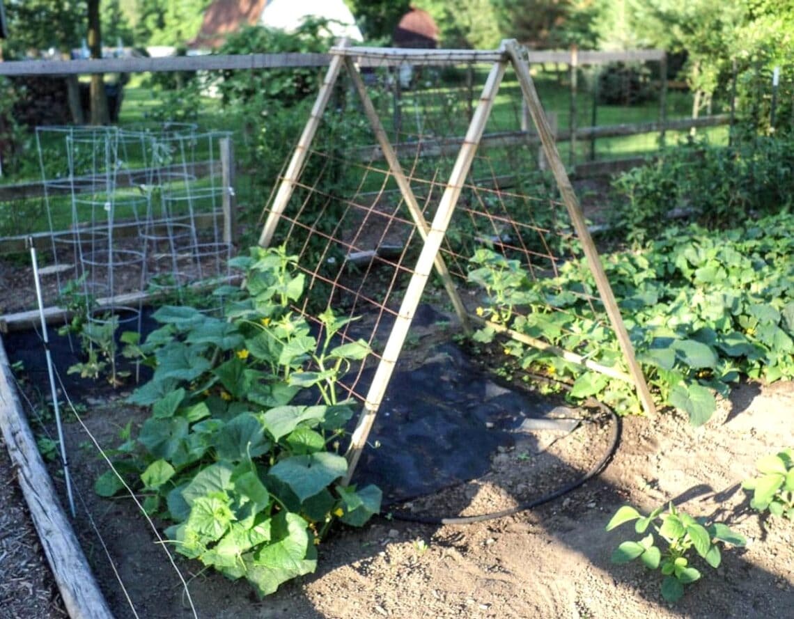 7 Best Cucumber Trellis Ideas + Easy DIY Designs with Photos ...