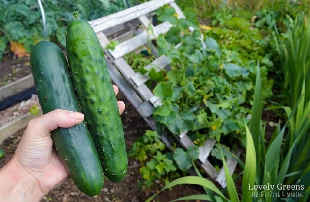 7 Best Cucumber Trellis Ideas + Easy DIY Designs with Photos ...