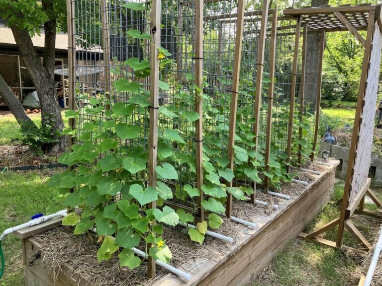 7 Best Cucumber Trellis Ideas + Easy DIY Designs with Photos ...