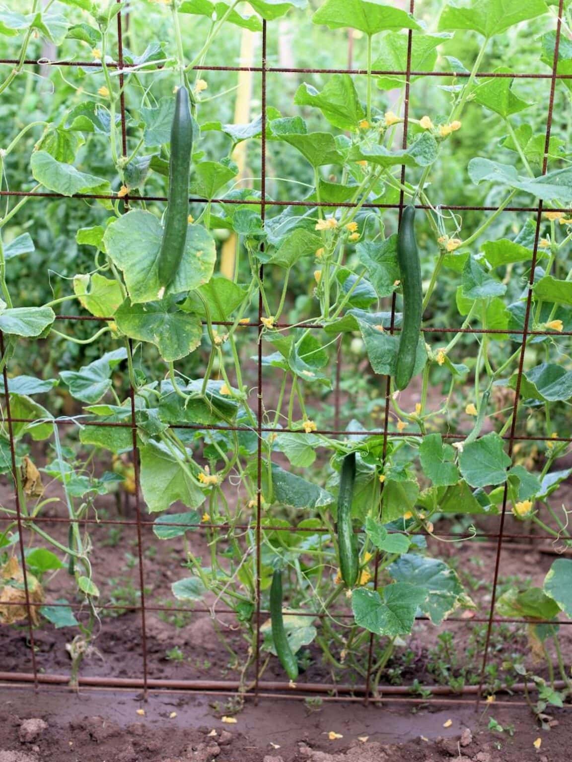 7 Best Cucumber Trellis Ideas + Easy DIY Designs with Photos ...
