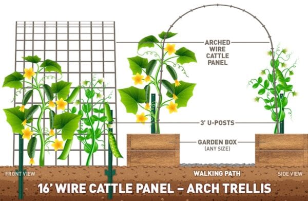 7 Best Cucumber Trellis Ideas + Easy DIY Designs with Photos ~ Homestead and Chill