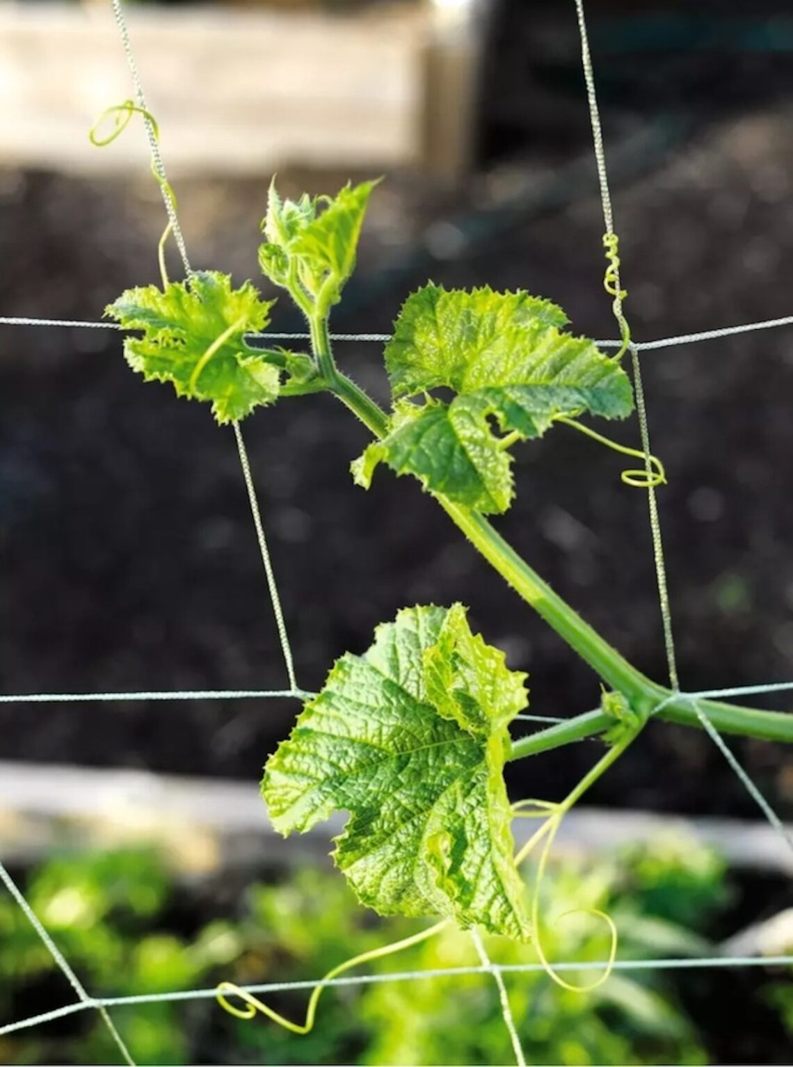 7 Best Cucumber Trellis Ideas + Easy DIY Designs with Photos ...