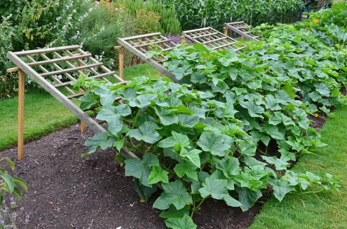 7 Best Cucumber Trellis Ideas + Easy DIY Designs with Photos ...
