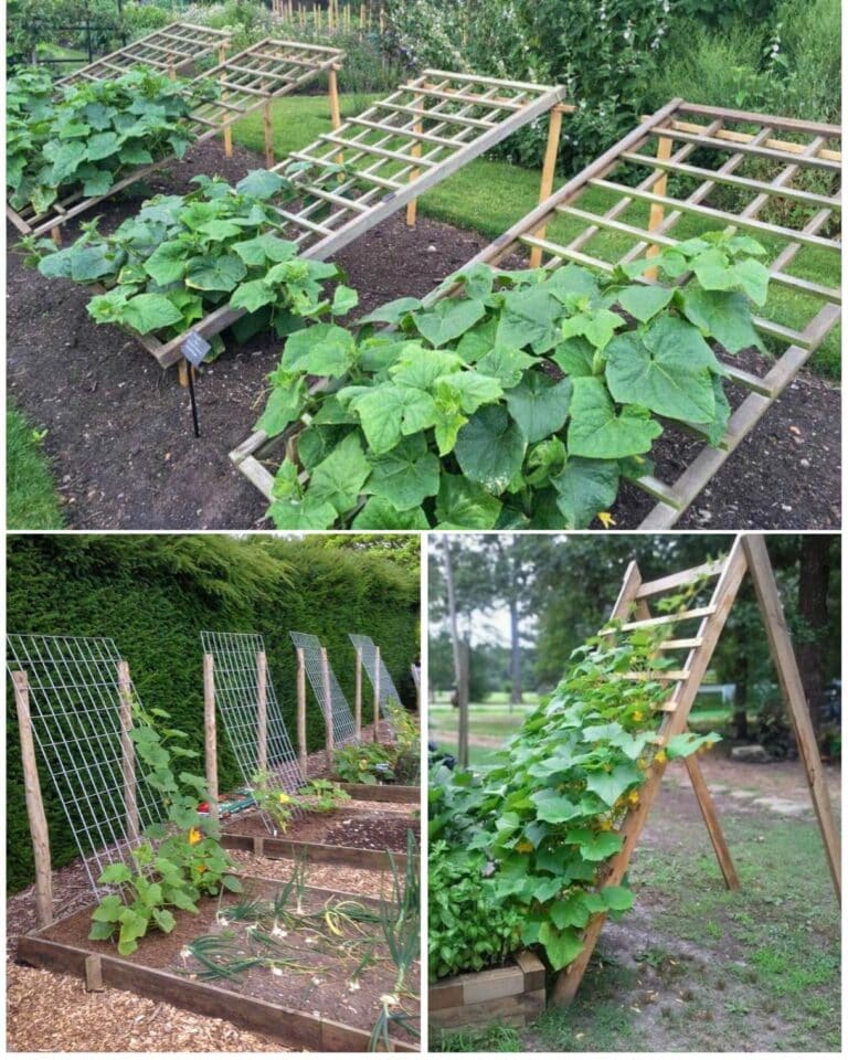 7 Best Cucumber Trellis Ideas + Easy DIY Designs with Photos ...