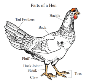 Male or Female Chicks? 5 Ways to Tell the Difference (with photos ...
