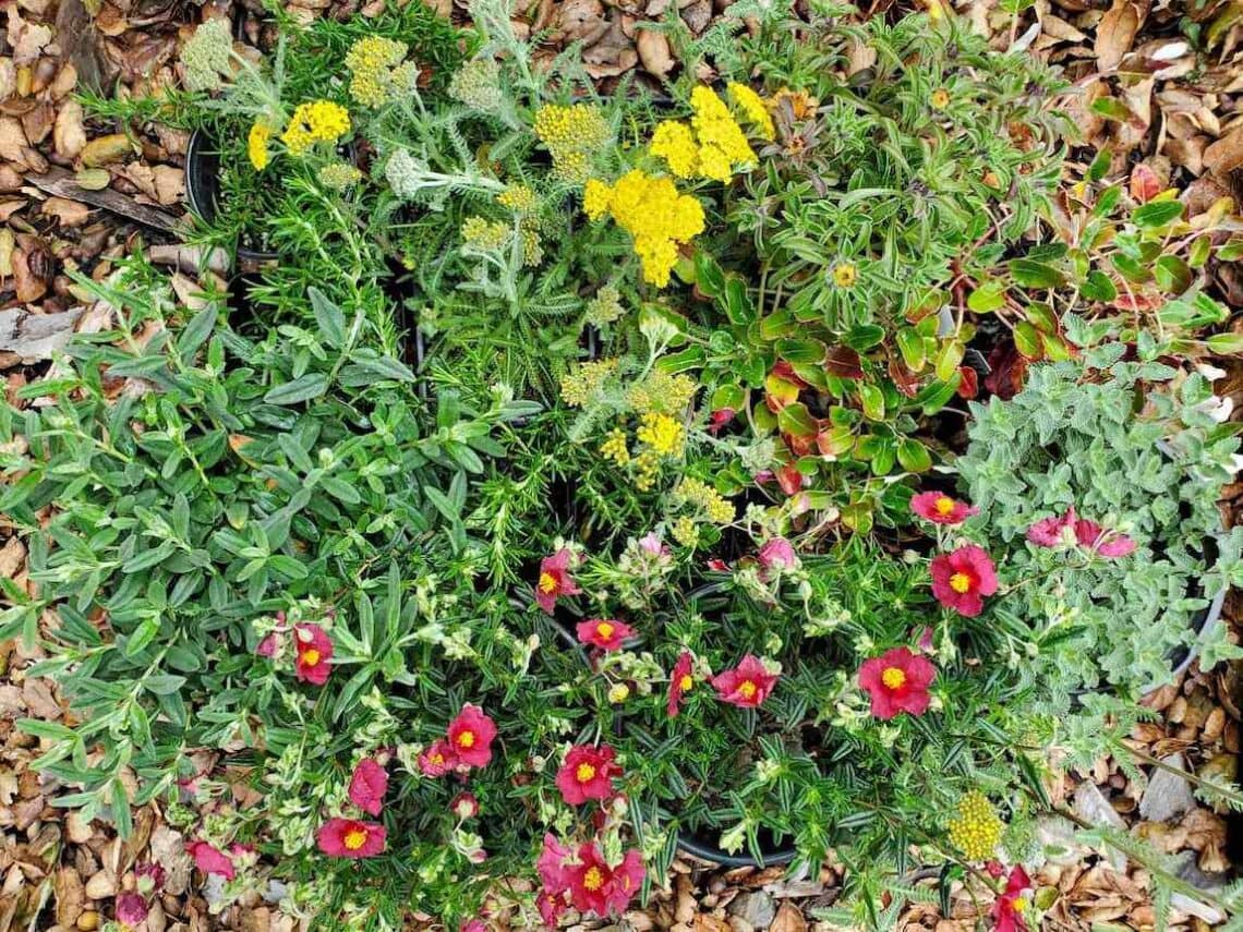 Non-Toxic Gopher Control: How to Keep Gophers Out of Your Garden ...