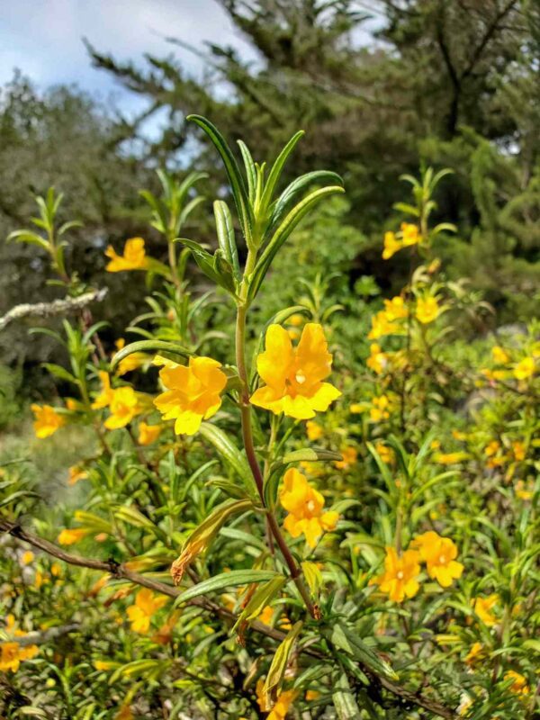 50+ Great Gopher Resistant Plants for California & Beyond ~ Homestead ...