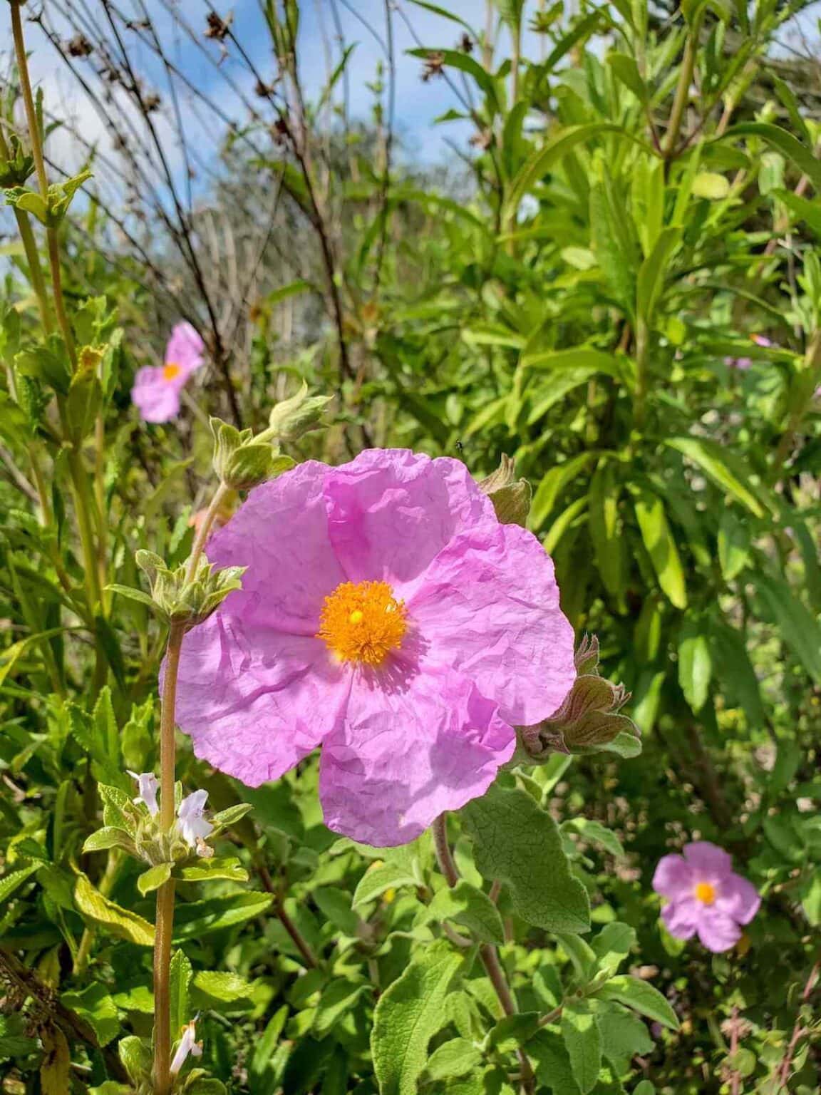 50+ Great Gopher Resistant Plants for California & Beyond ~ Homestead ...