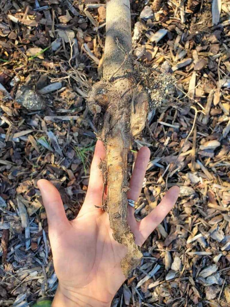 50+ Great Gopher Resistant Plants for California & Beyond ~ Homestead ...