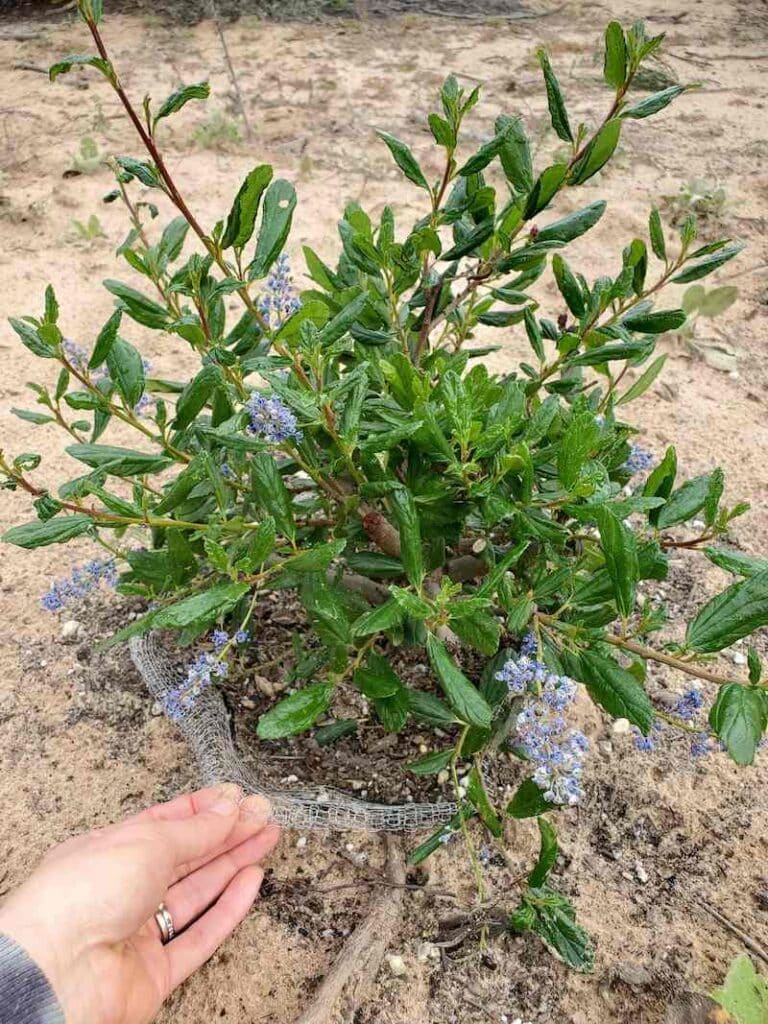 50+ Great Gopher Resistant Plants for California & Beyond ~ Homestead ...