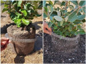 50+ Great Gopher Resistant Plants for California & Beyond ~ Homestead ...