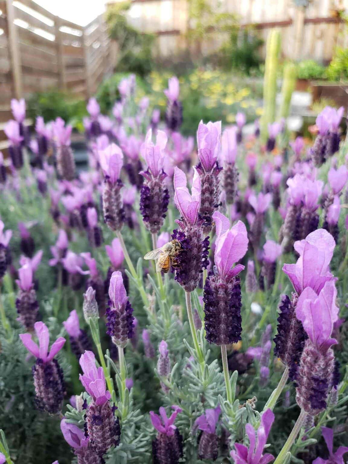 50+ Great Gopher Resistant Plants for California & Beyond ~ Homestead ...