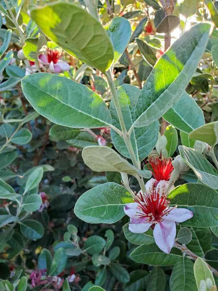 50+ Great Gopher Resistant Plants for California & Beyond ~ Homestead ...