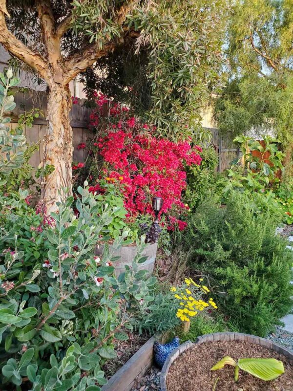 50+ Great Gopher Resistant Plants for California & Beyond ~ Homestead ...