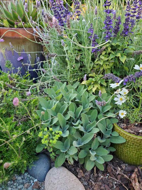 50+ Great Gopher Resistant Plants for California & Beyond ~ Homestead ...