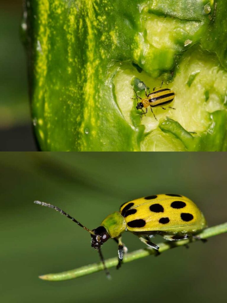How to Plant and Grow Cucumbers: Tips for Success and Big Harvests ...