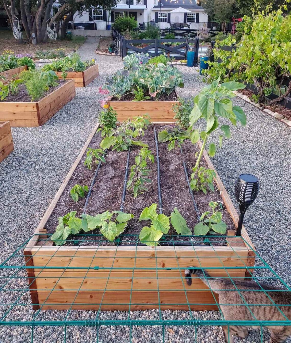 7 Best Cucumber Trellis Ideas + Easy DIY Designs with Photos ...