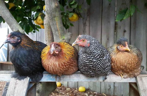 Male or Female Chicks? 5 Ways to Tell the Difference (with photos ...