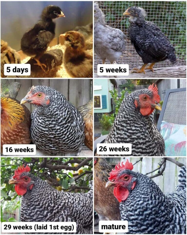 Male or Female Chicks? 5 Ways to Tell the Difference ~ Homestead and Chill
