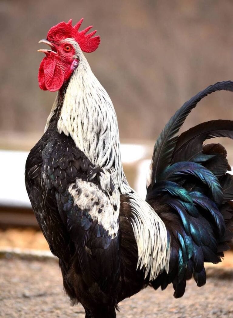 Male or Female Chicks? 5 Ways to Tell the Difference ~ Homestead and Chill