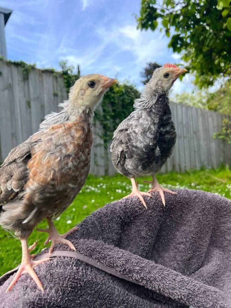 Male or Female Chicks? 5 Ways to Tell the Difference ~ Homestead and Chill