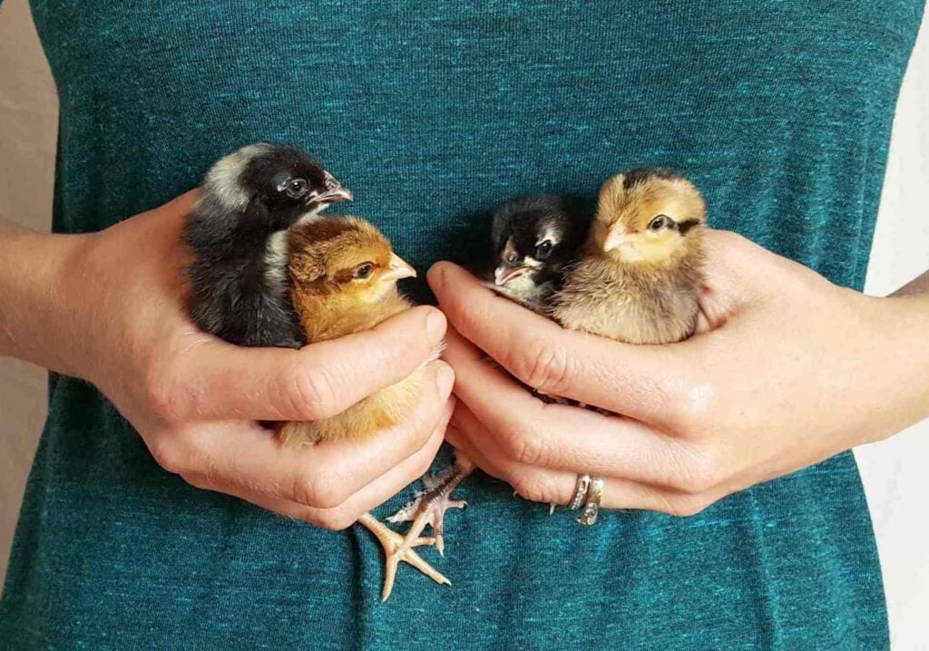 Male or Female Chicks? 5 Ways to Tell the Difference ~ Homestead and Chill