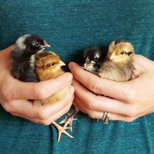 Chickens ~ Homestead and Chill