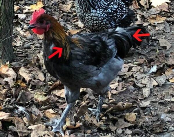 Male or Female Chicks? 5 Ways to Tell the Difference ~ Homestead and Chill