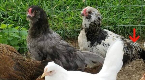 Male or Female Chicks? 5 Ways to Tell the Difference ~ Homestead and Chill