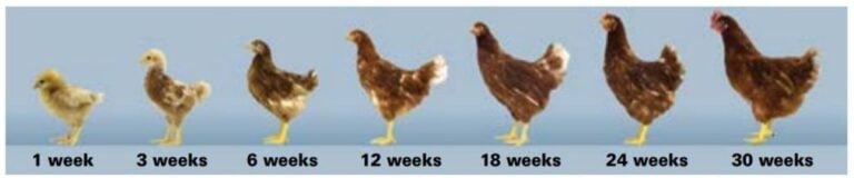 Male or Female Chicks? 5 Ways to Tell the Difference ~ Homestead and Chill
