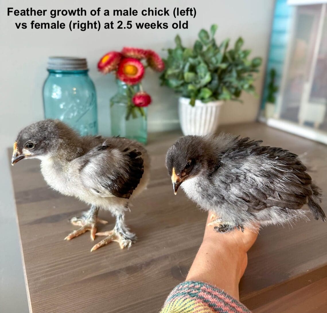 Male or Female Chicks? 5 Ways to Tell the Difference (with photos ...